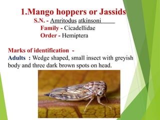 Pests of Mango and Their Management PPT. | PPTX