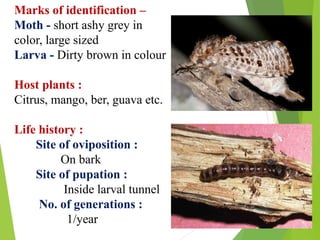 Pests of Mango and Their Management PPT. | PPTX