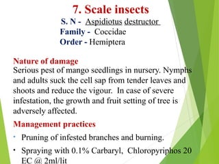 Pests of Mango and Their Management PPT. | PPTX