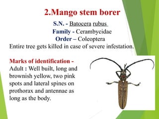 Pests of Mango and Their Management PPT. | PPTX