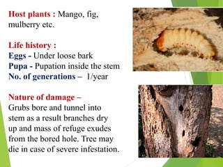 Pests of Mango and Their Management PPT. | PPTX