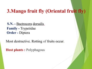 Pests of Mango and Their Management PPT. | PPTX