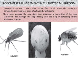 PESTS OF MUSHROOM.pptx