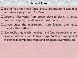 PESTS OF MUSHROOM.pptx