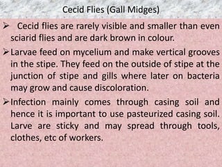 PESTS OF MUSHROOM.pptx
