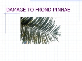 Pests of oil palm.ppt