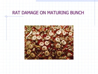 Pests of oil palm.ppt