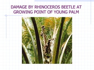 Pests of oil palm.ppt
