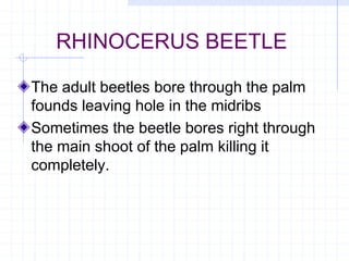 Pests of oil palm.ppt