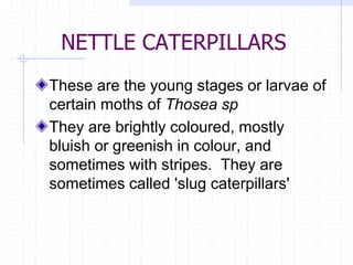 Pests of oil palm.ppt