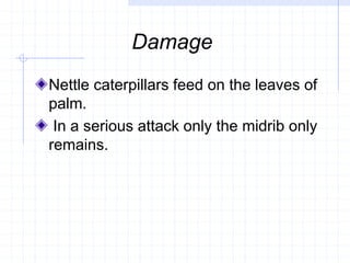 Pests of oil palm.ppt