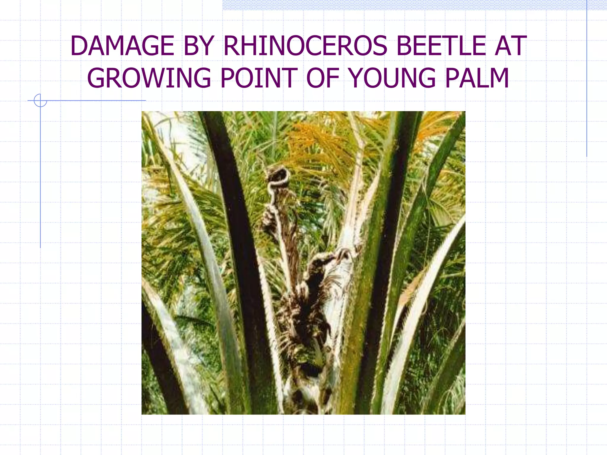 Pests of oil palm.ppt