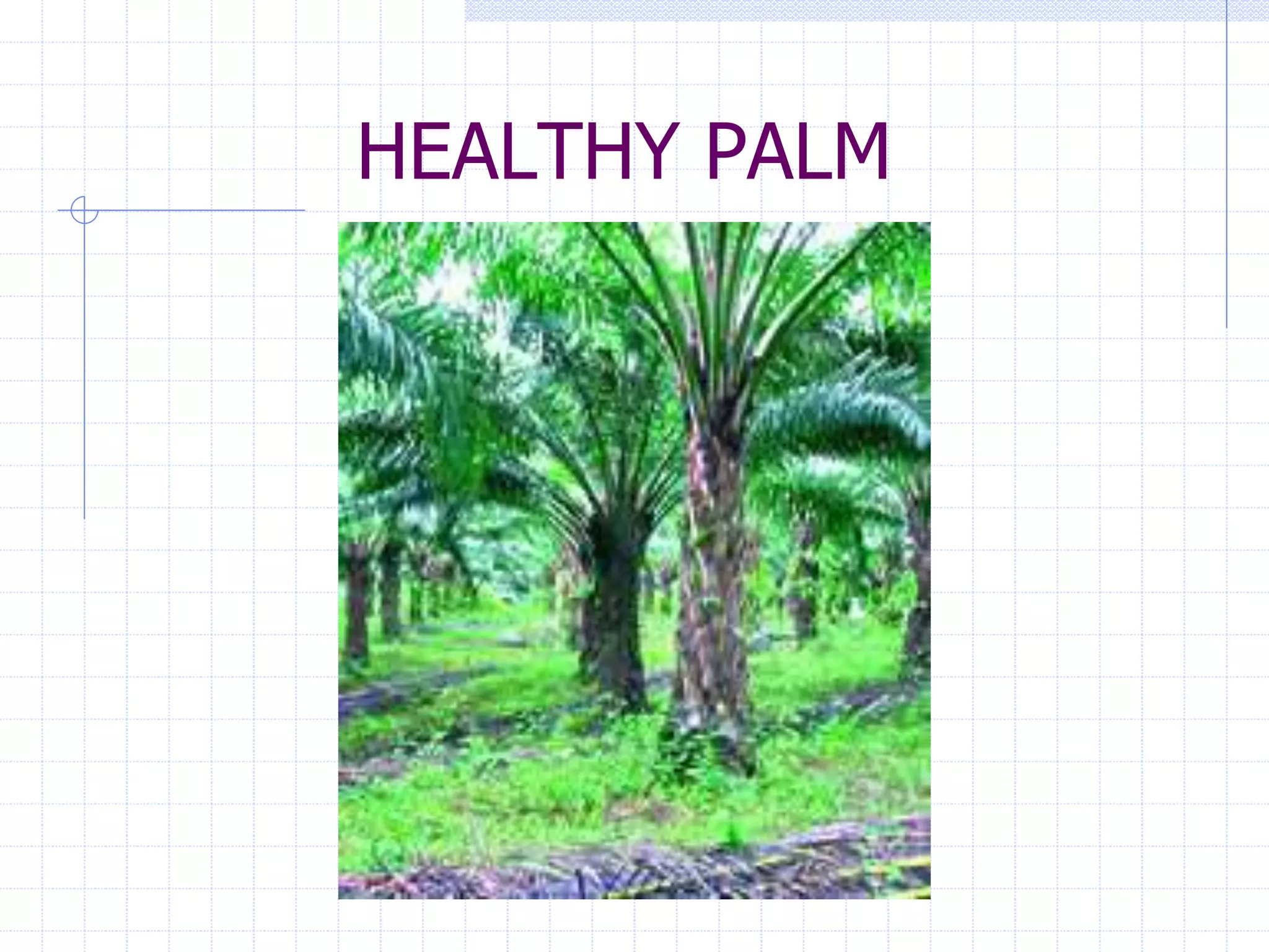 Pests of oil palm.ppt