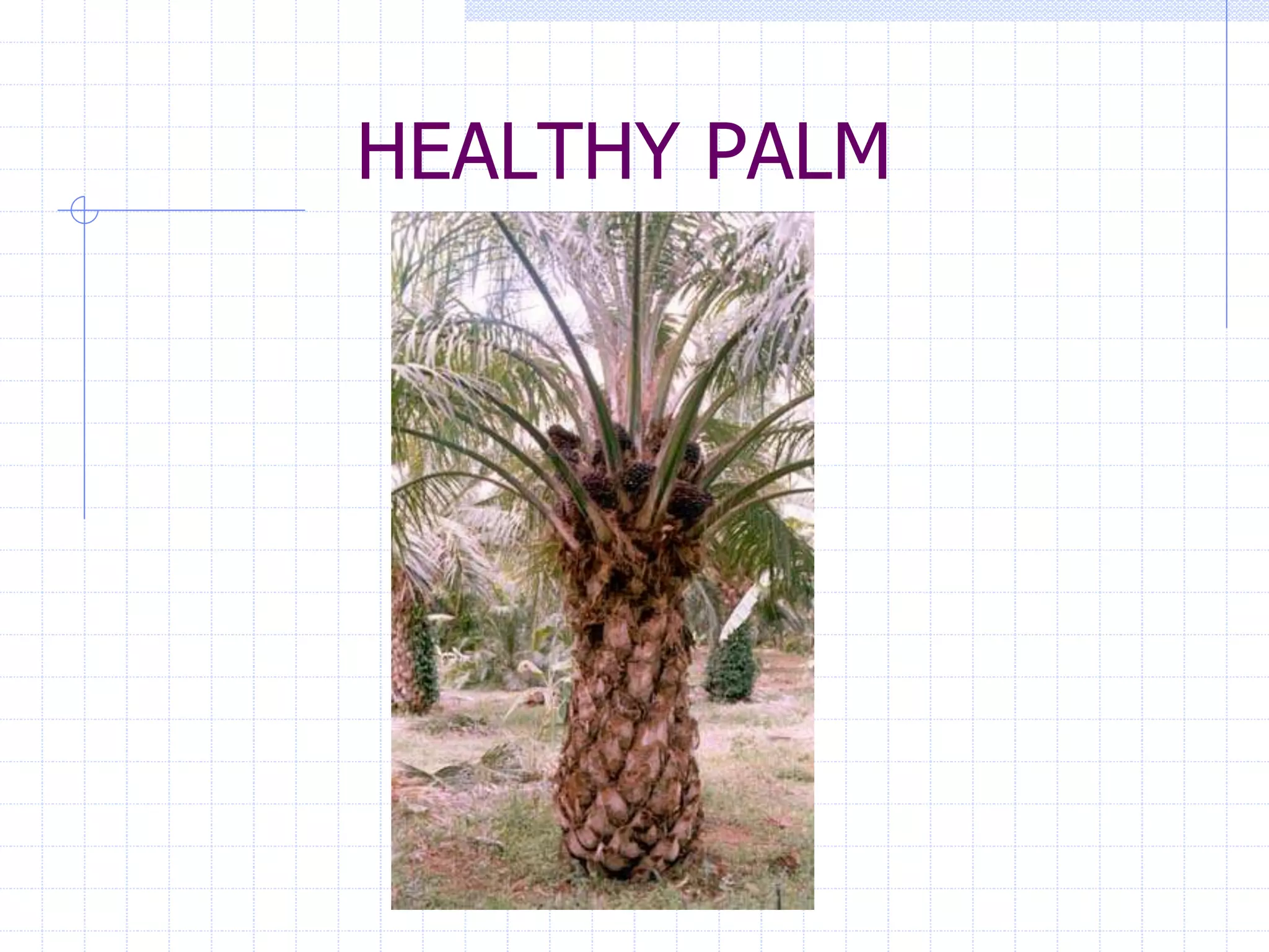 Pests of oil palm.ppt