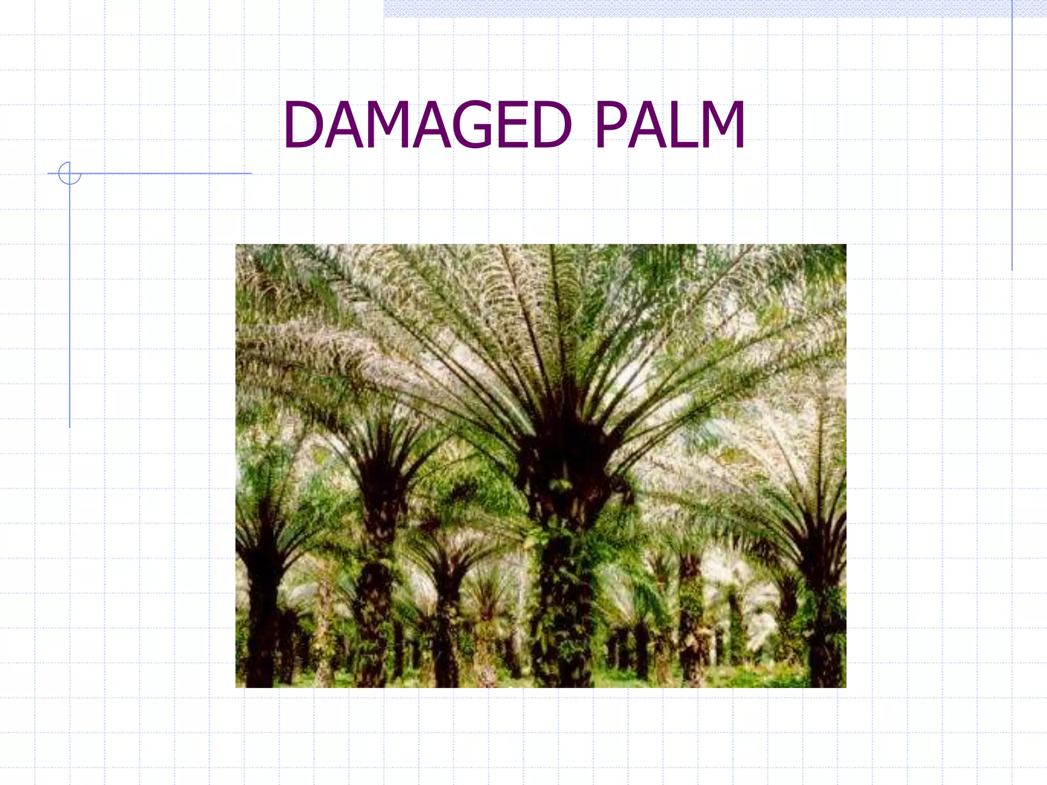 Pests of oil palm.ppt