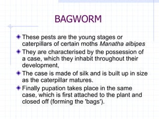 Pests of oil palm.ppt