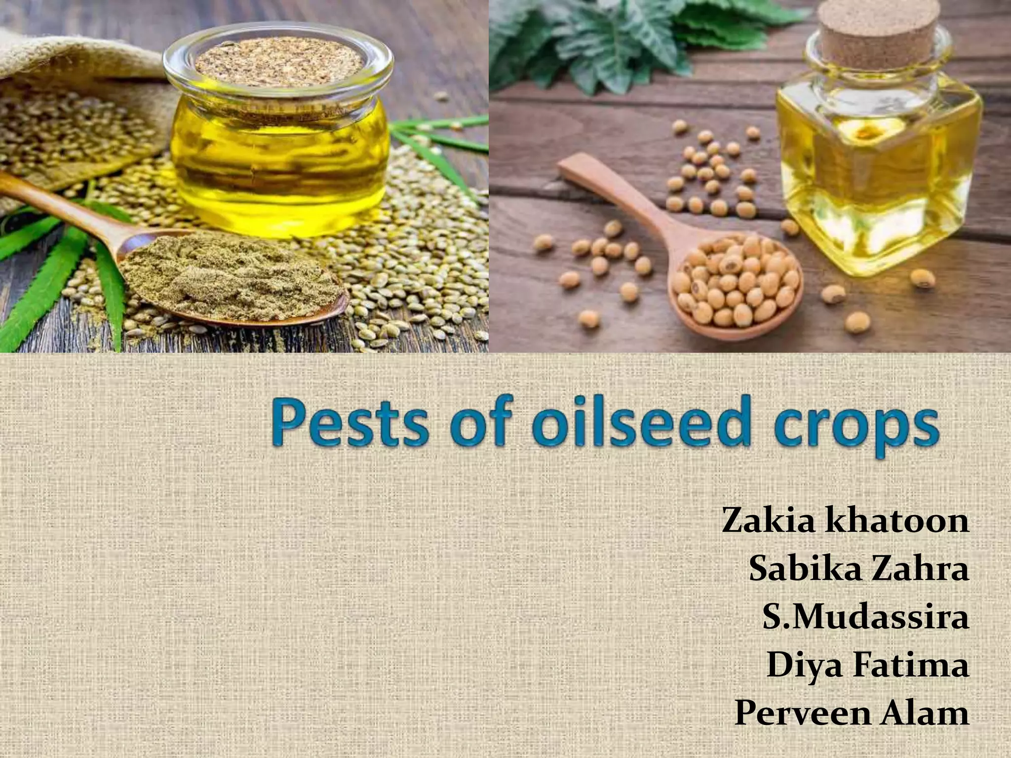 Pests of oilseed crops | PPTX