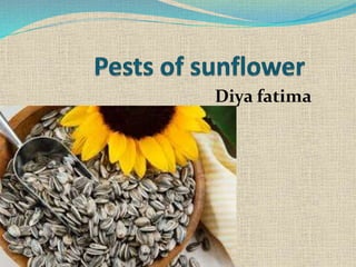 Pests of oilseed crops | PPTX