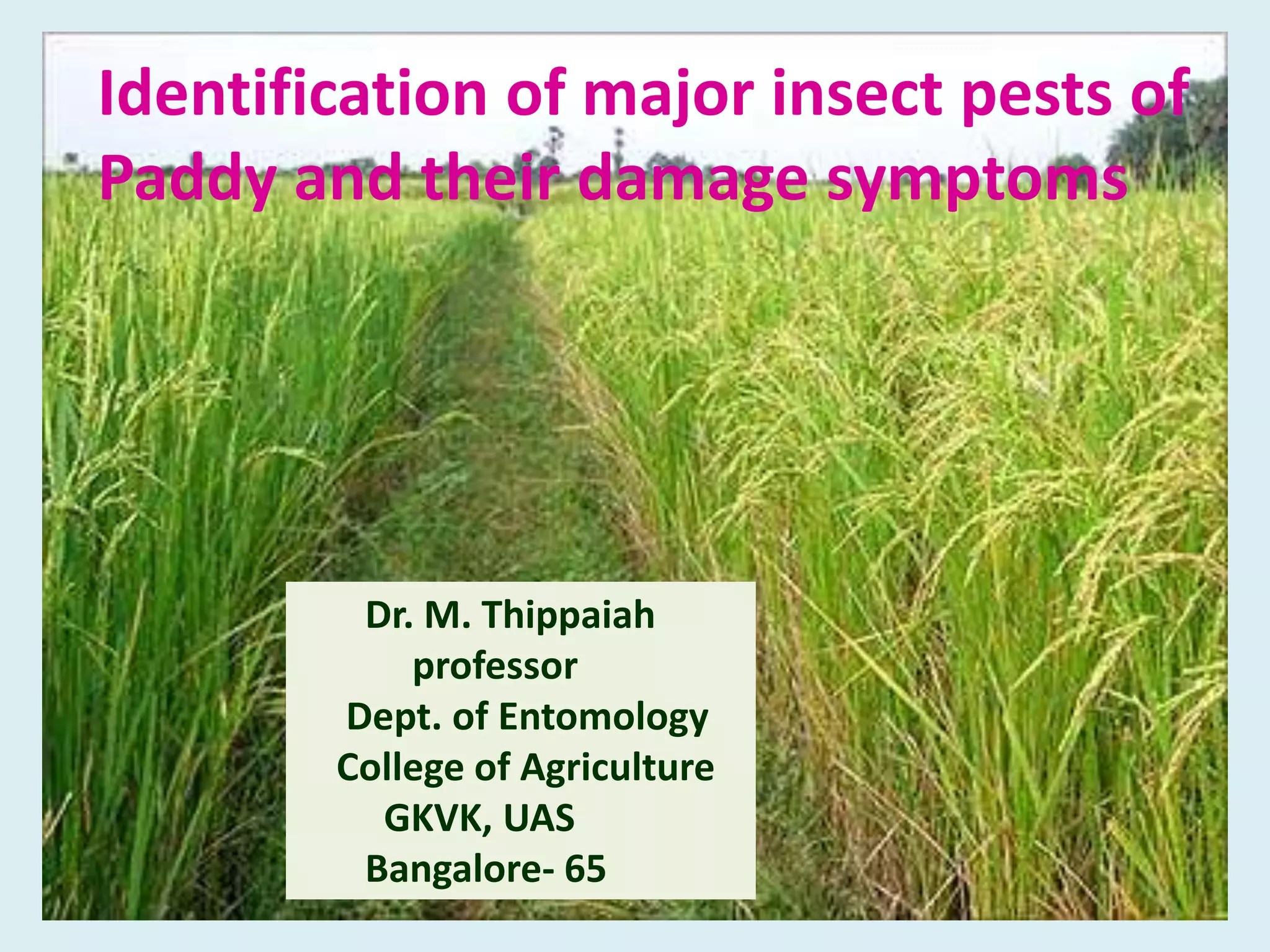 Pests of paddy 1 | PPTX