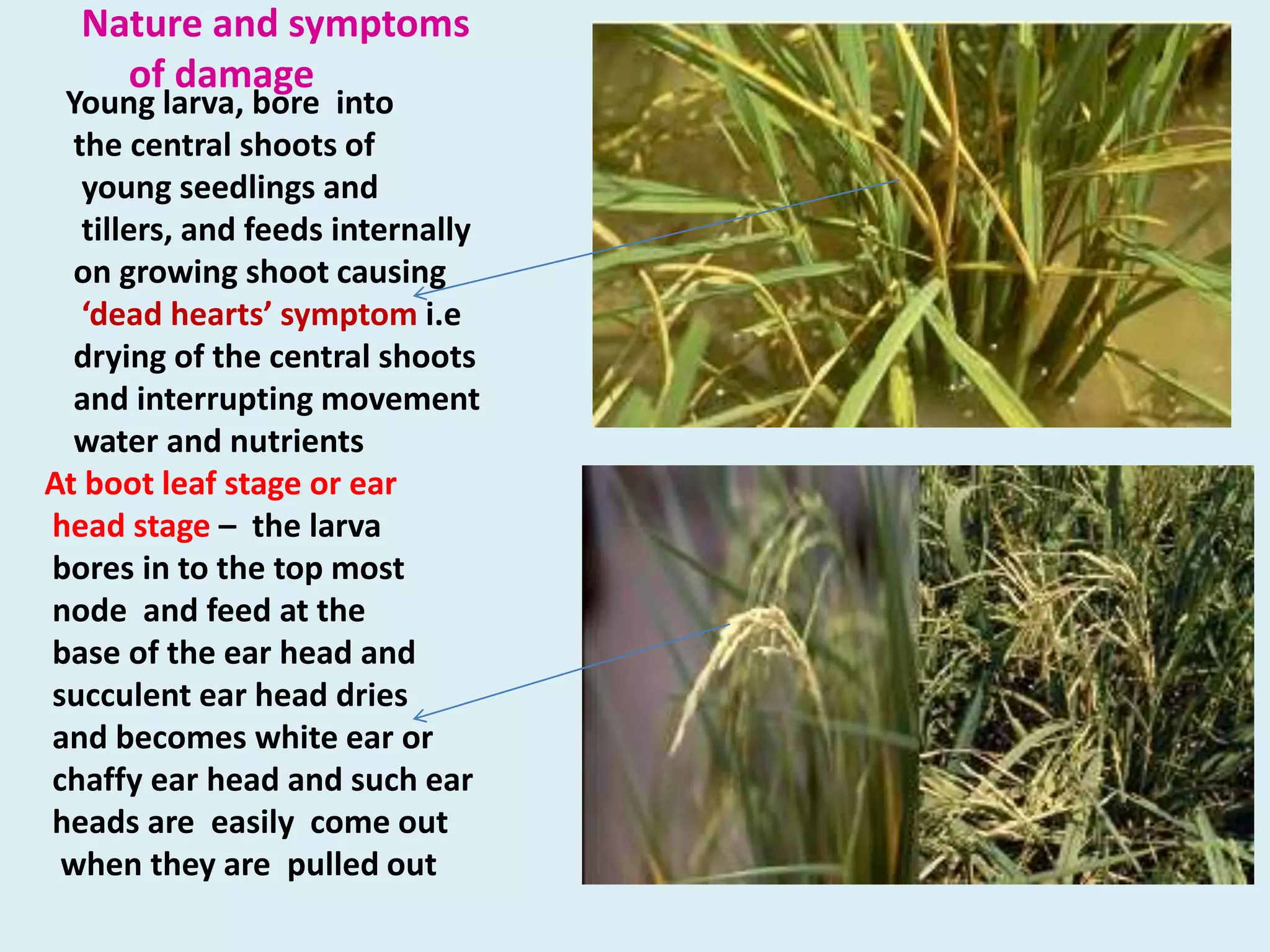 Pests of paddy 1 | PPTX