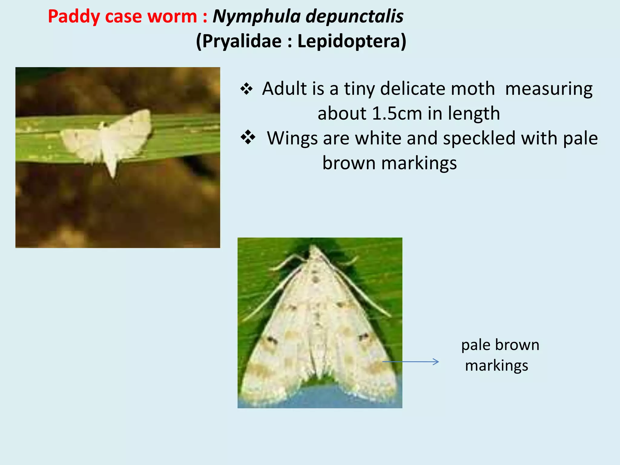 Pests of paddy 1 | PPTX