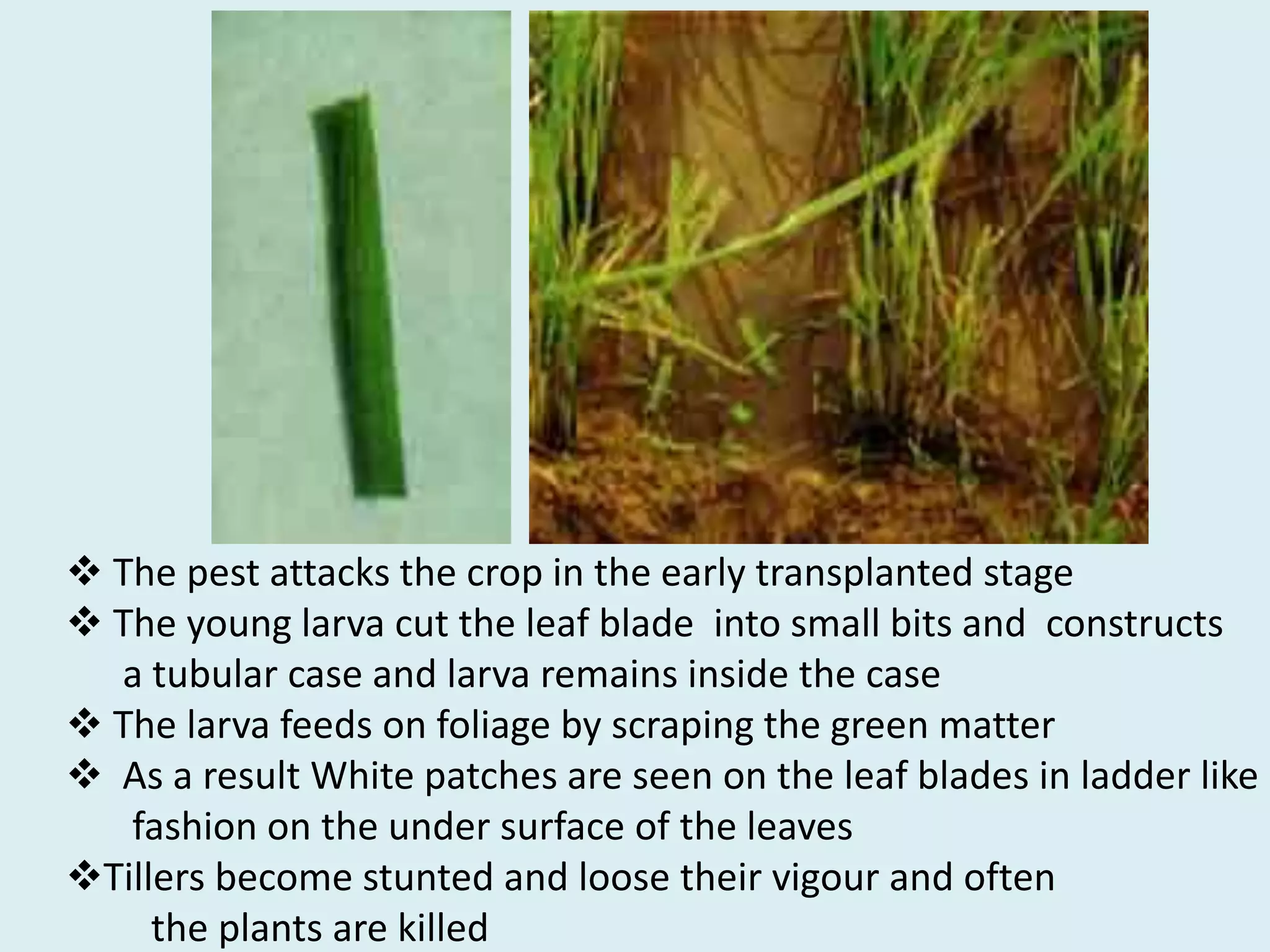 Pests of paddy 1 | PPTX
