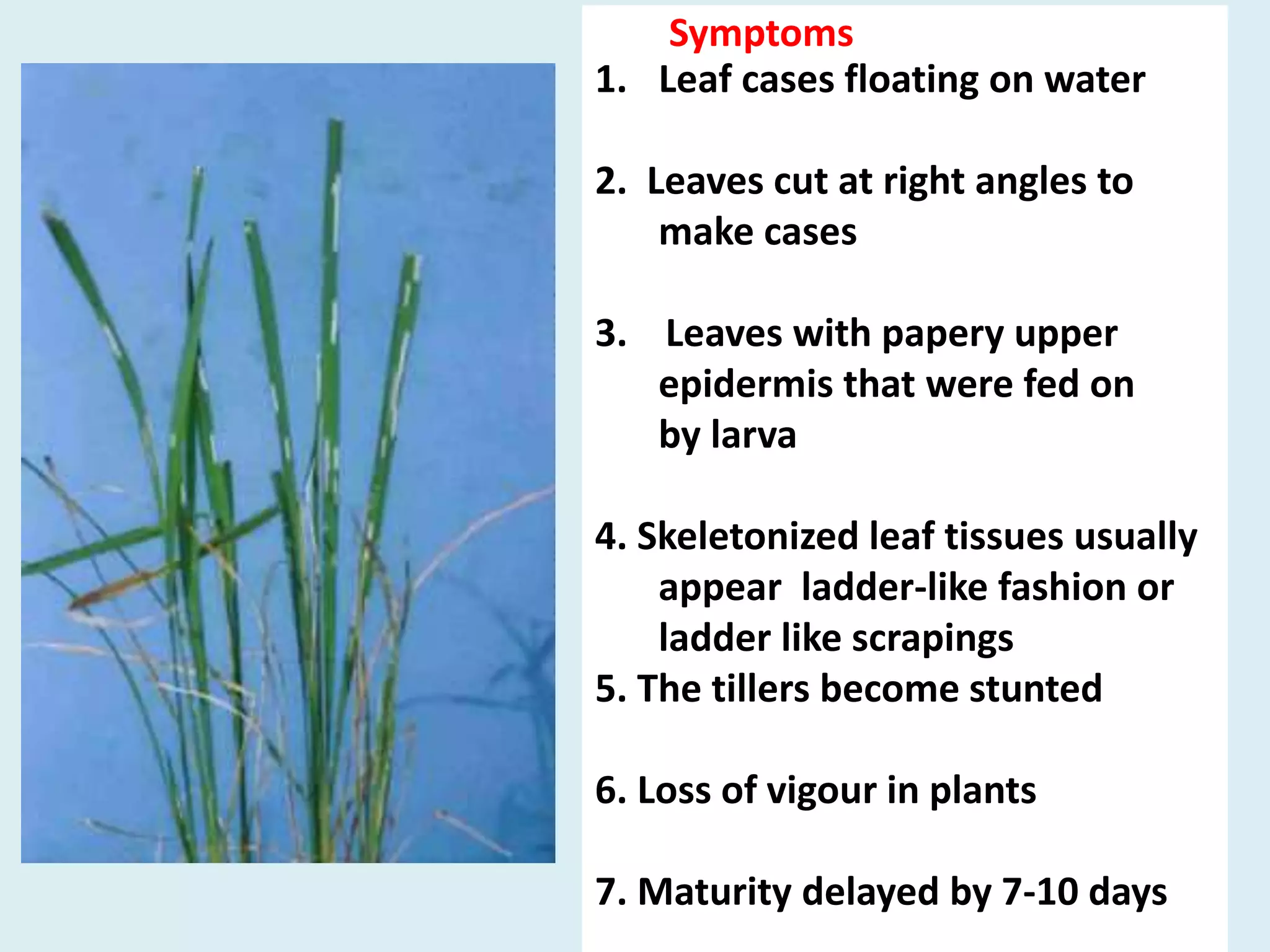 Pests of paddy 1 | PPTX