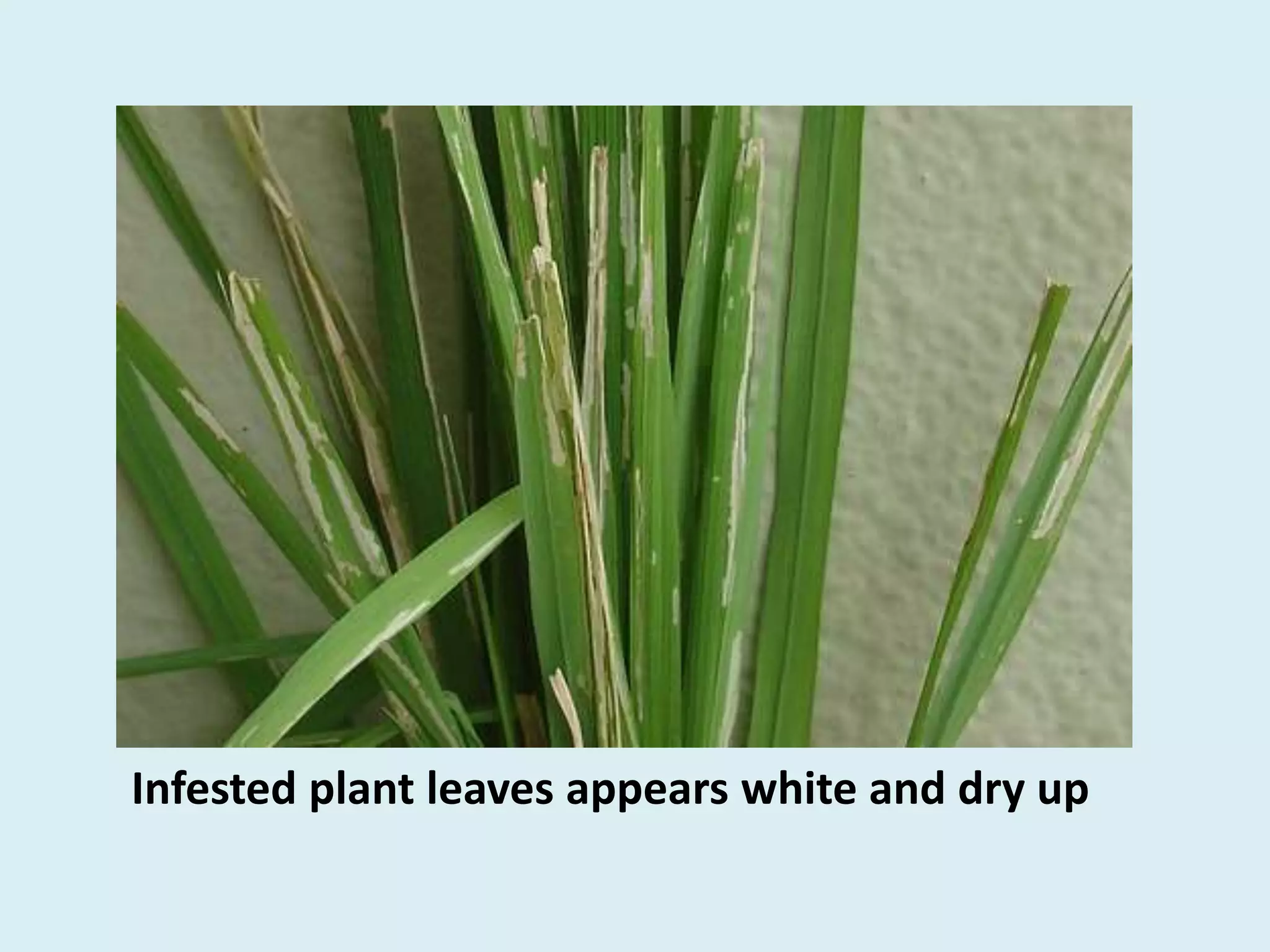 Pests of paddy 1 | PPTX