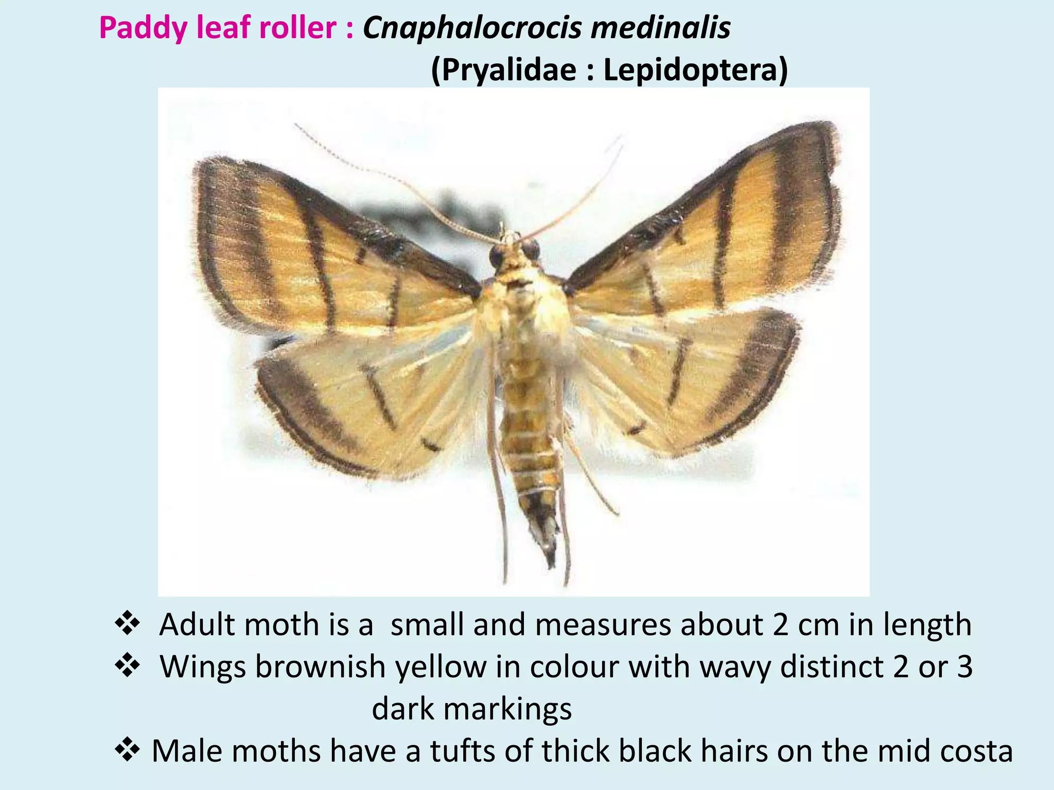 Pests of paddy 1 | PPTX