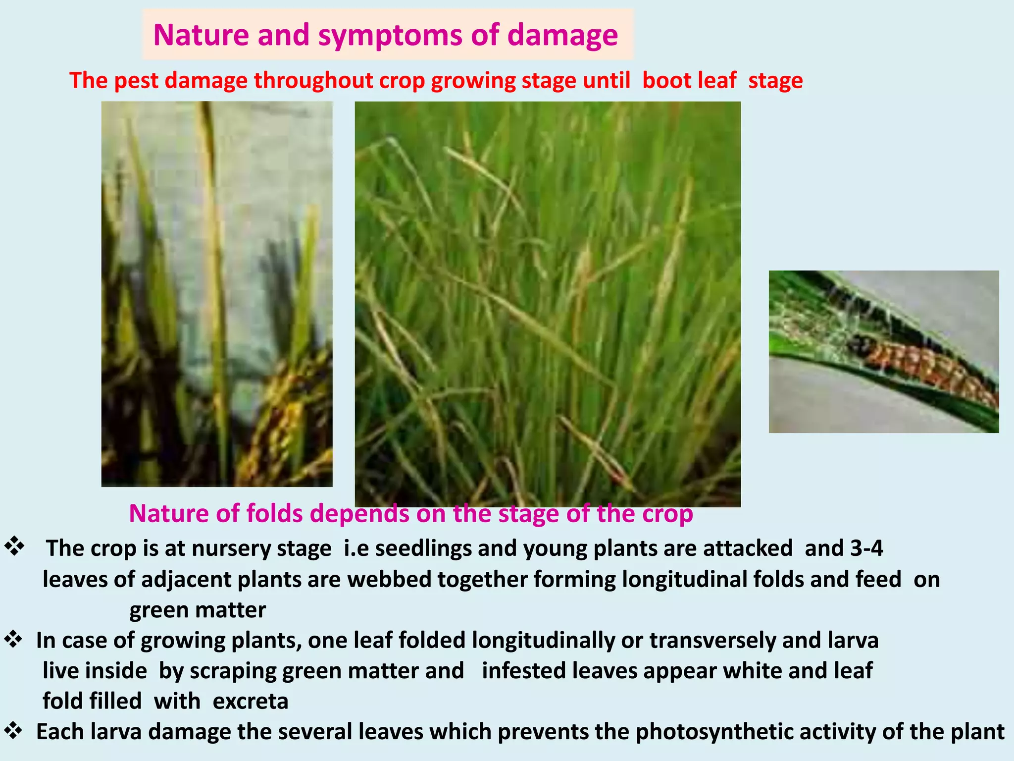Pests of paddy 1 | PPTX