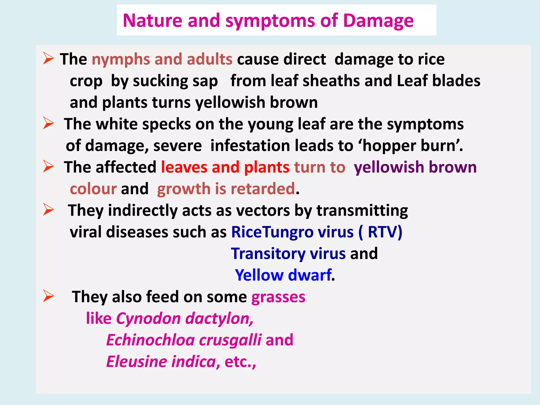 Pests of paddy 1 | PPTX