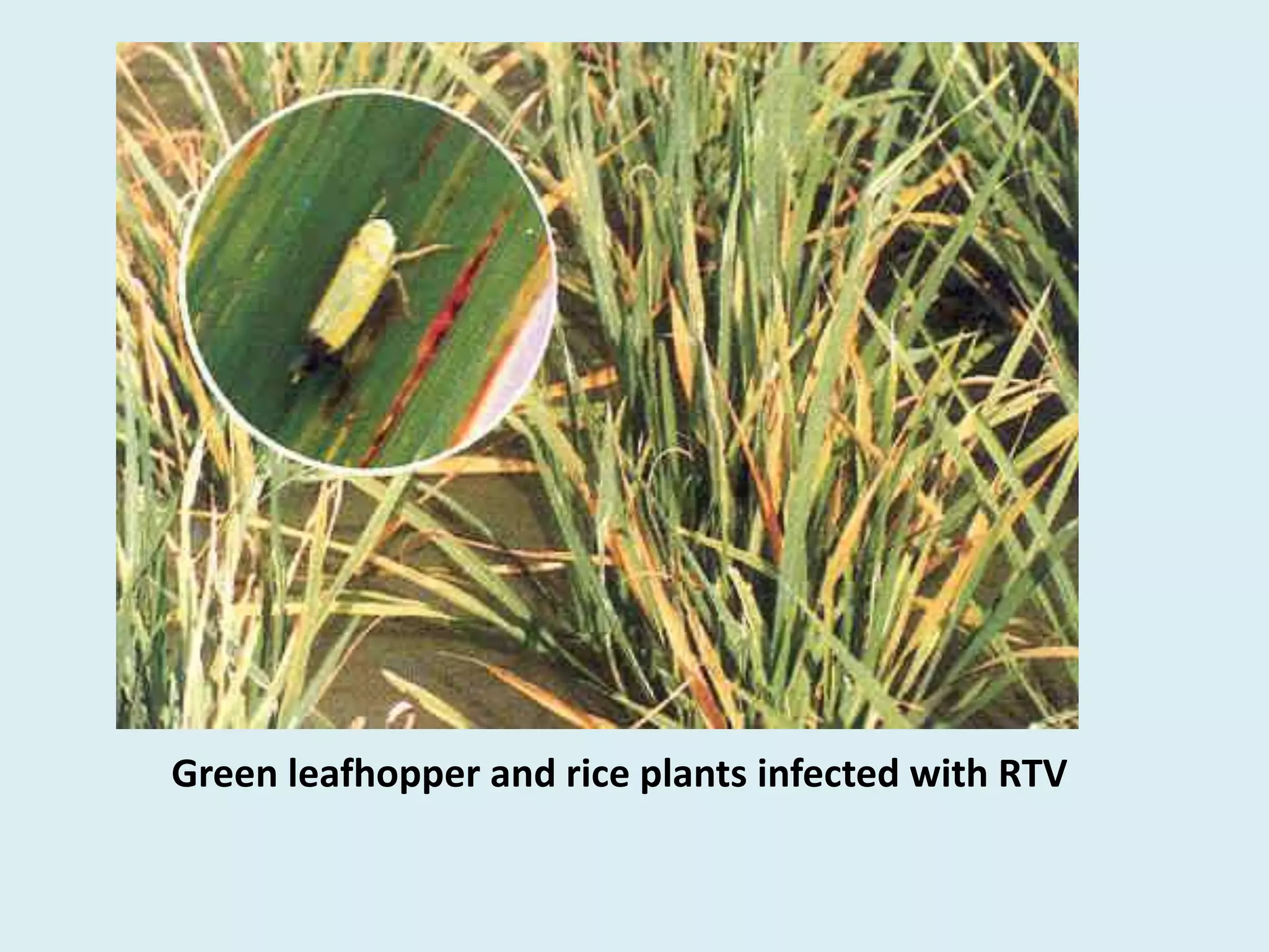 Pests of paddy 1 | PPTX