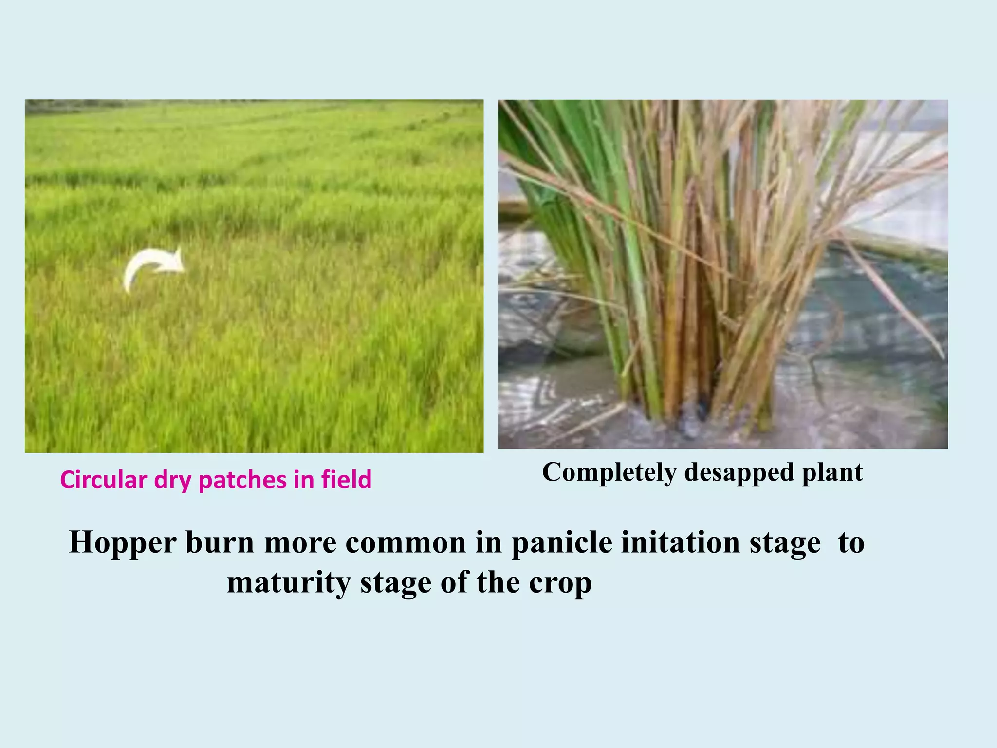 Pests of paddy 1 | PPTX