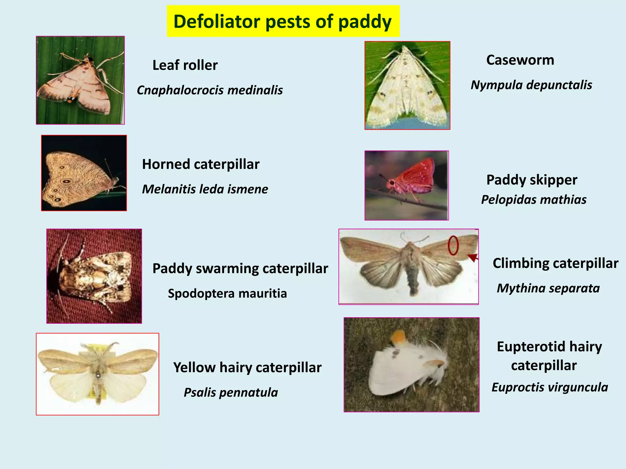 Pests of paddy 1 | PPTX