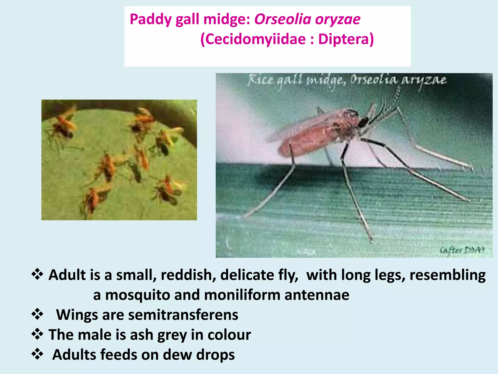 Pests of paddy 1 | PPTX