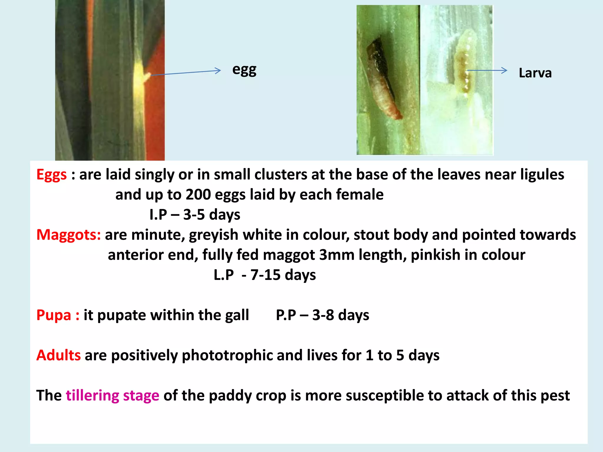 Pests of paddy 1 | PPTX