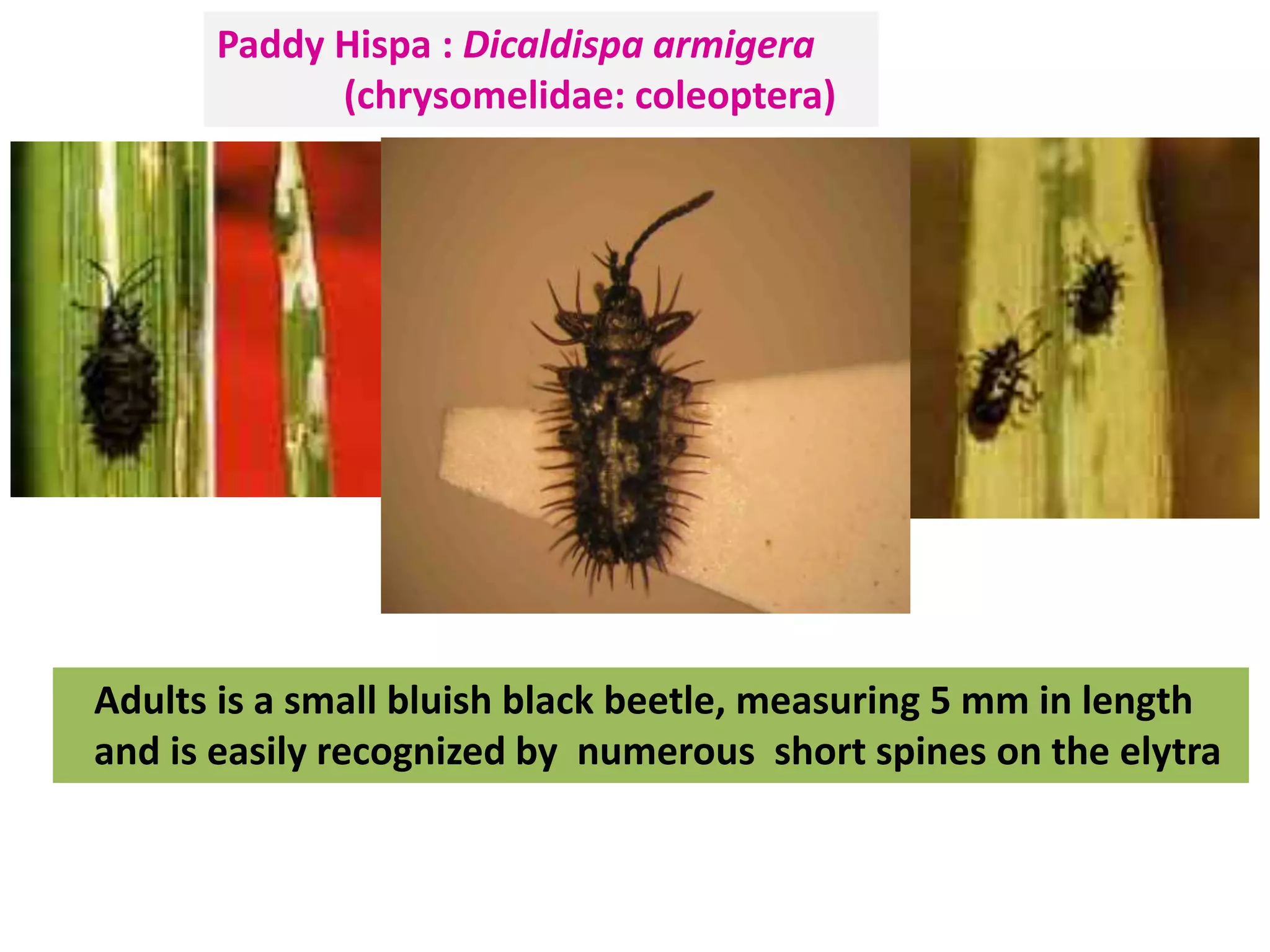 Pests of paddy 1 | PPTX