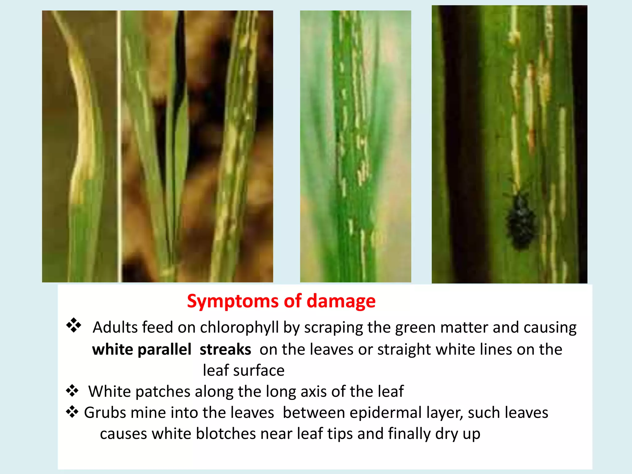 Pests of paddy 1 | PPTX