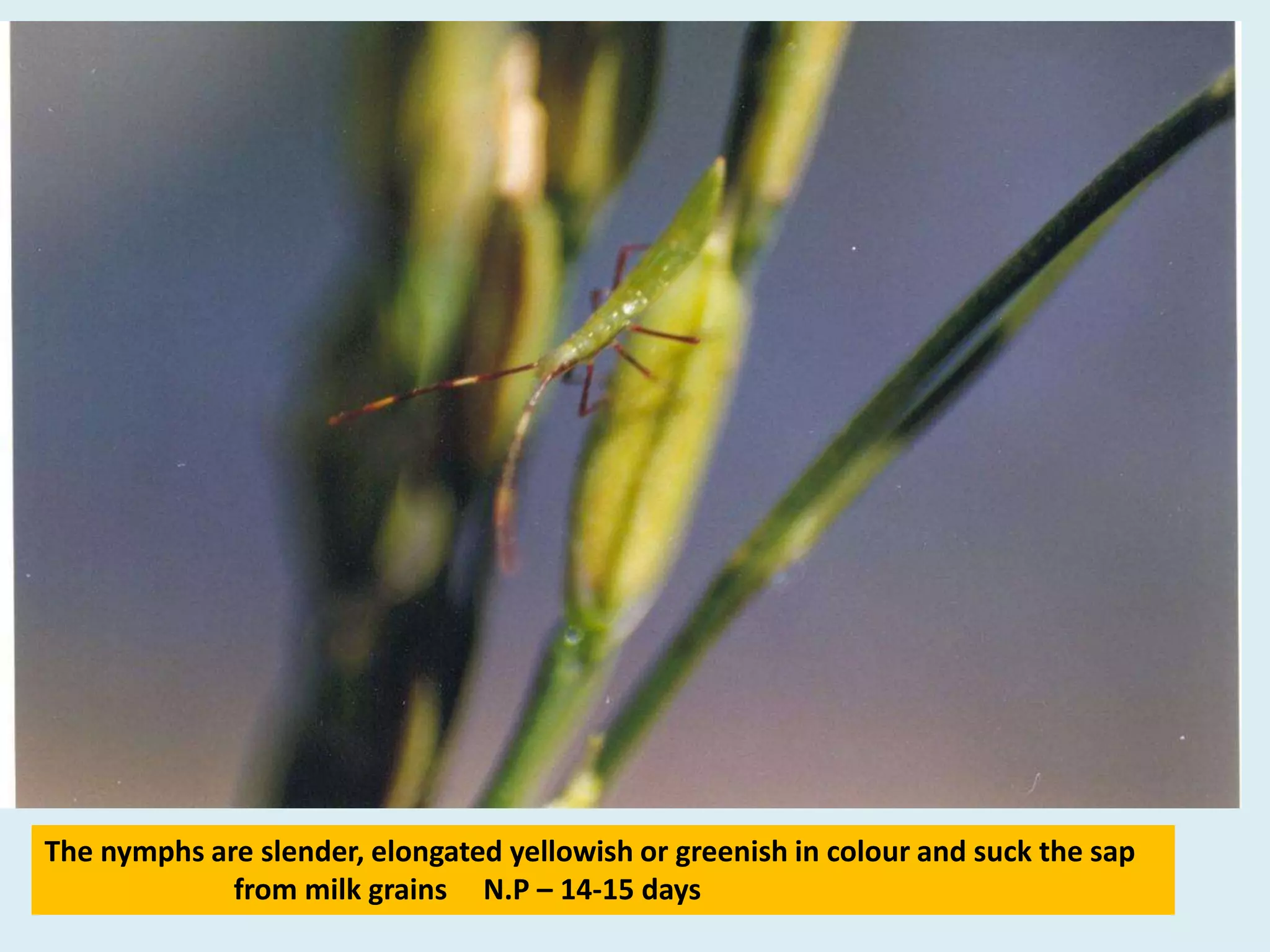 Pests of paddy 1 | PPTX