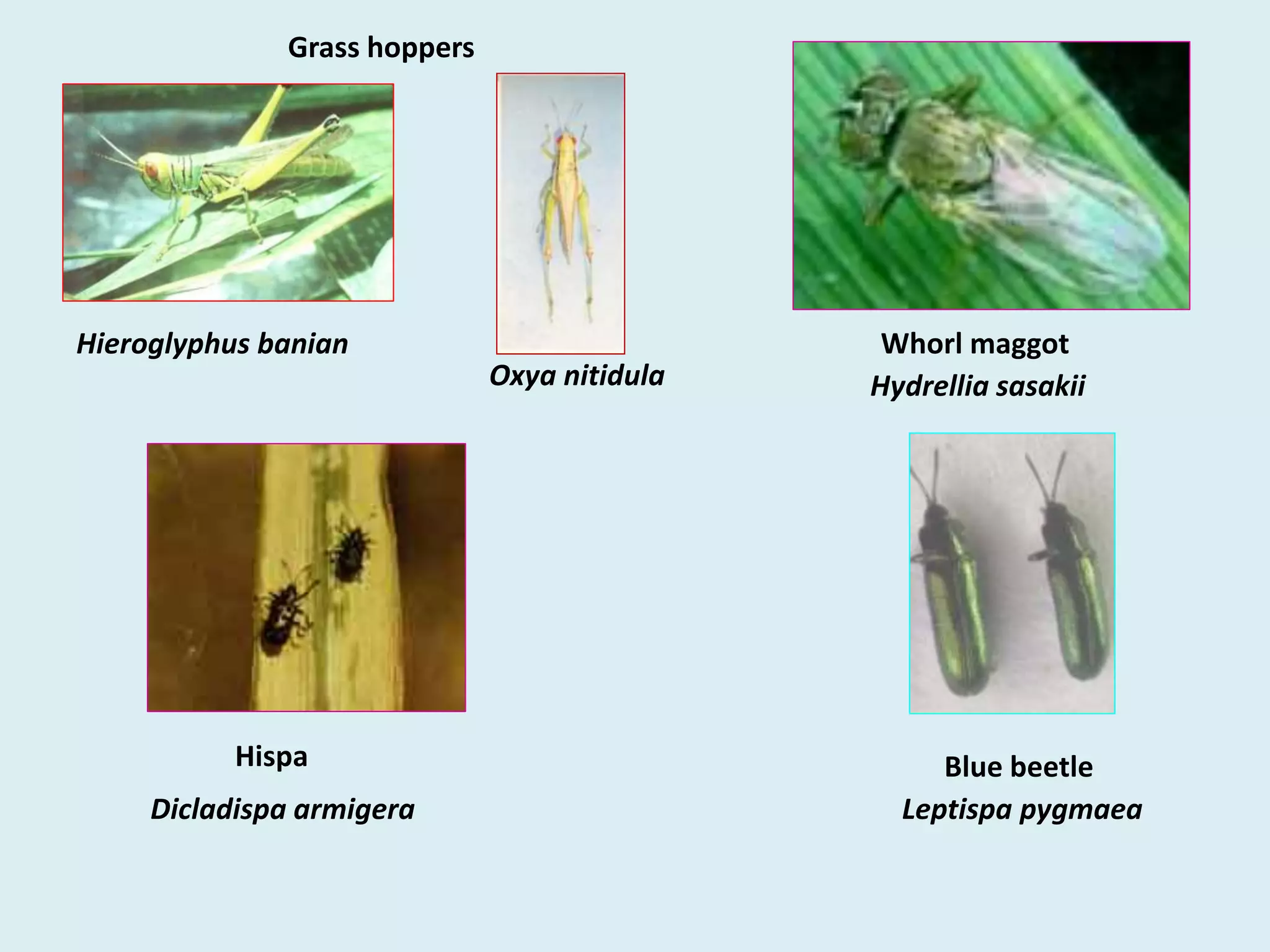 Pests of paddy 1 | PPTX
