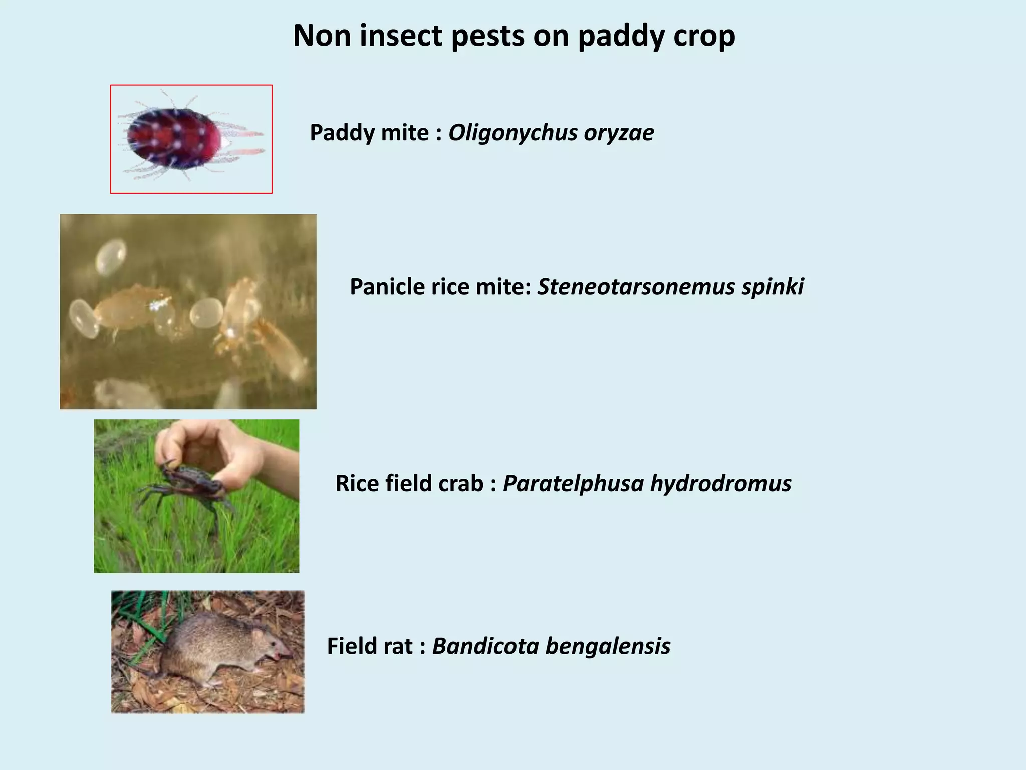 Pests of paddy 1 | PPTX