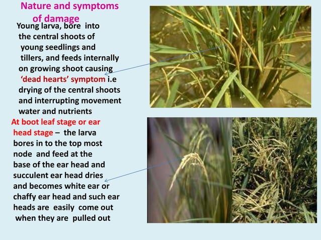 Pests of paddy 1 | PPTX