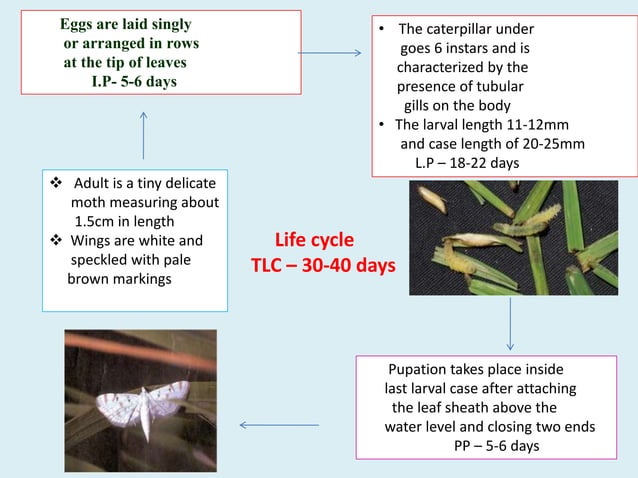 Pests of paddy 1 | PPTX