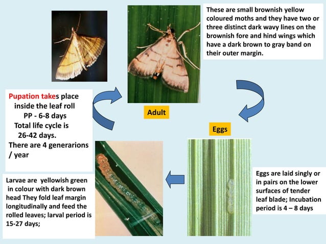 Pests of paddy 1 | PPTX