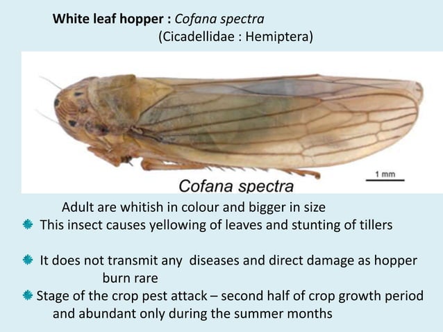 Pests of paddy 1 | PPTX