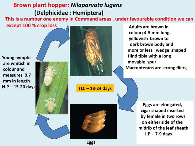 Pests of paddy 1 | PPTX