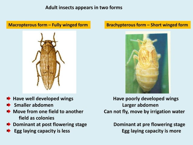 Pests of paddy 1 | PPTX