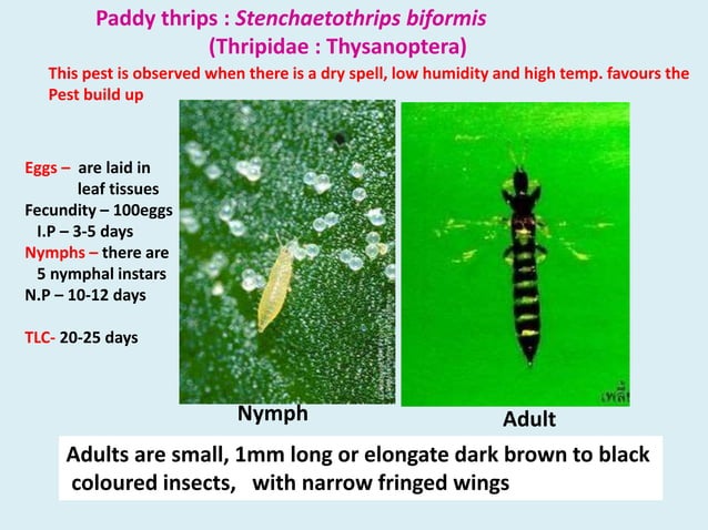 Pests of paddy 1 | PPTX