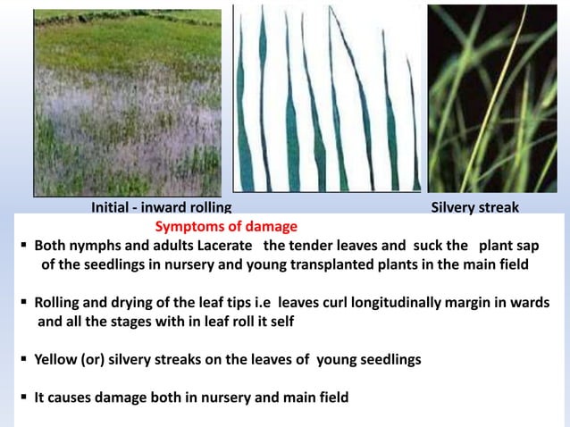 Pests of paddy 1 | PPTX