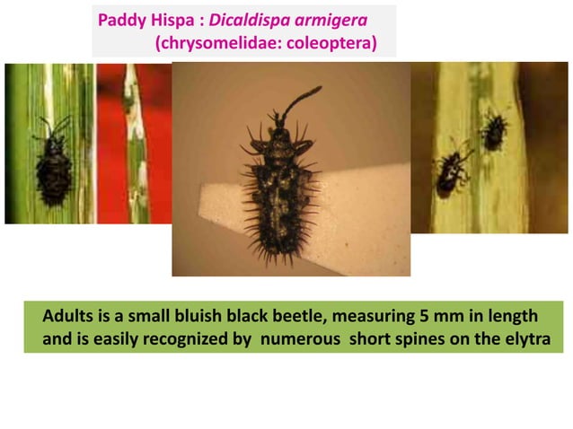 Pests of paddy 1 | PPTX